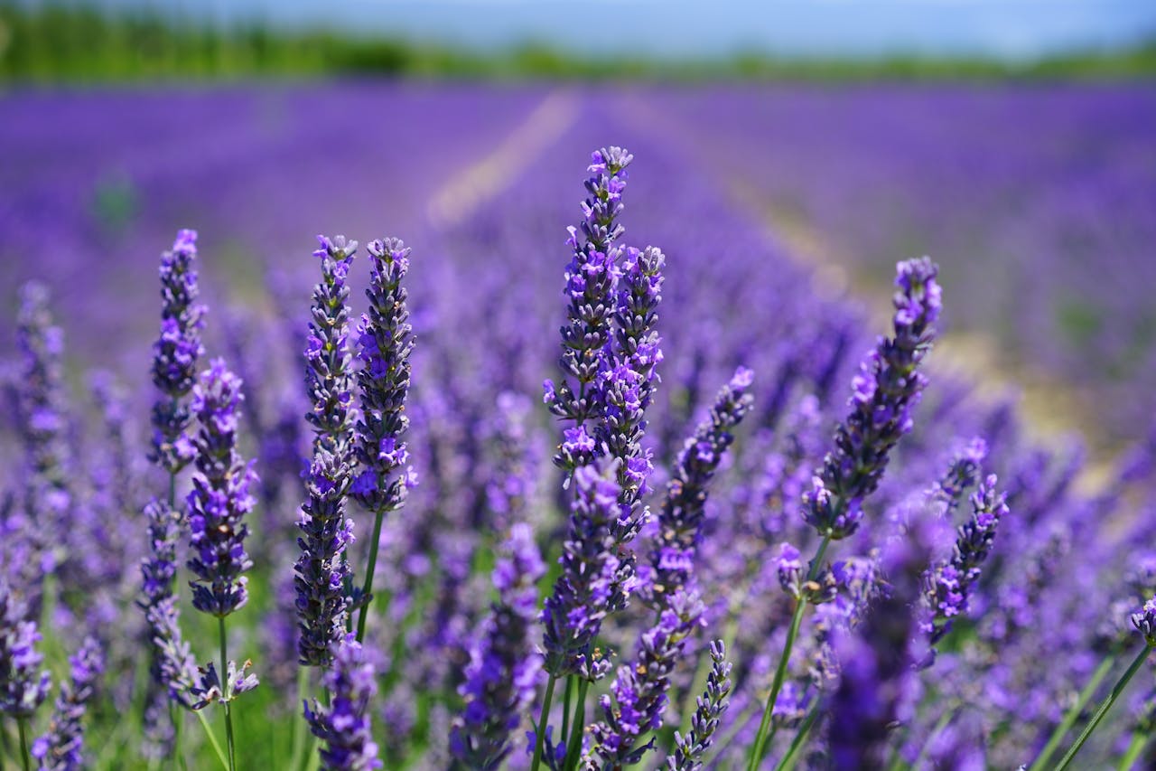 Shades of Purple: 40+ Purple Color Names, Hex Codes, Meanings and ...